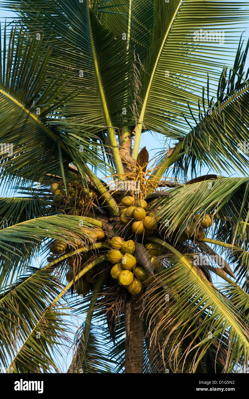 Coconut Tree High Resolution Stock Photography and Images - Alamy
