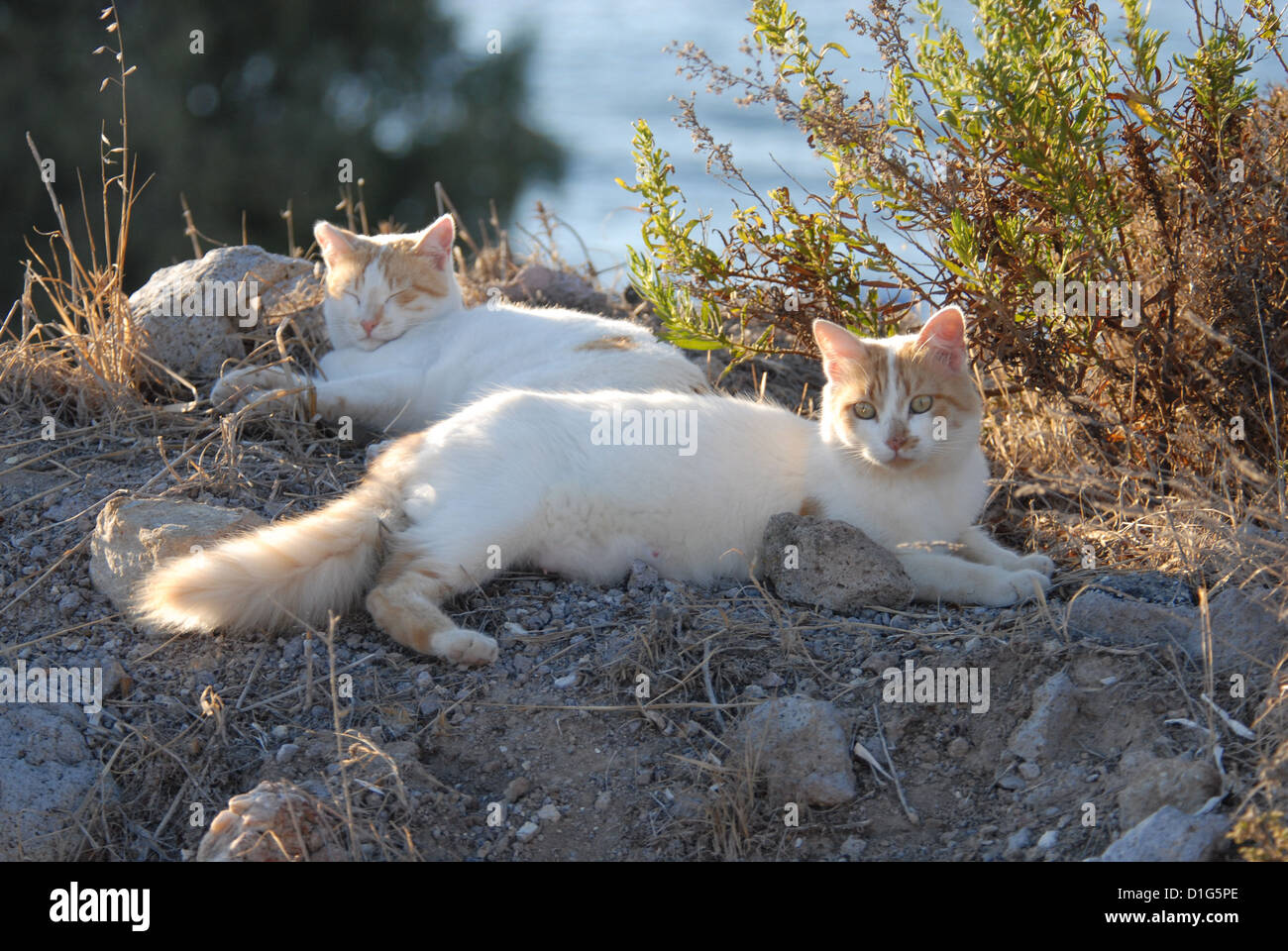 two cats, Cream-Tabby-White, resting side by side, Greece, Dodecanese ...