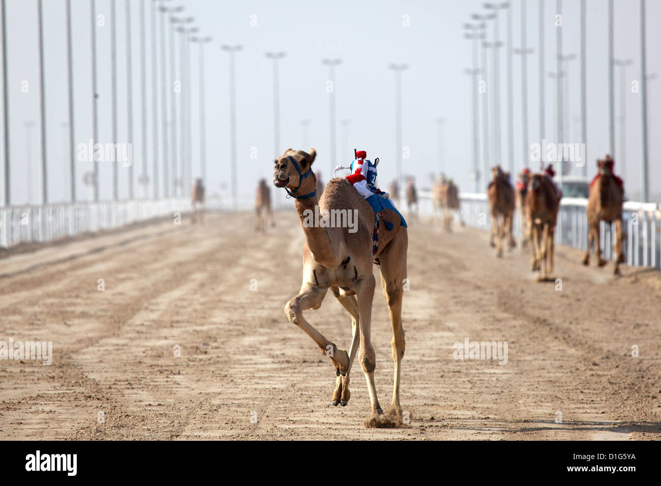 Camel race in Doha, Qatar, Middle East Stock Photo - Alamy