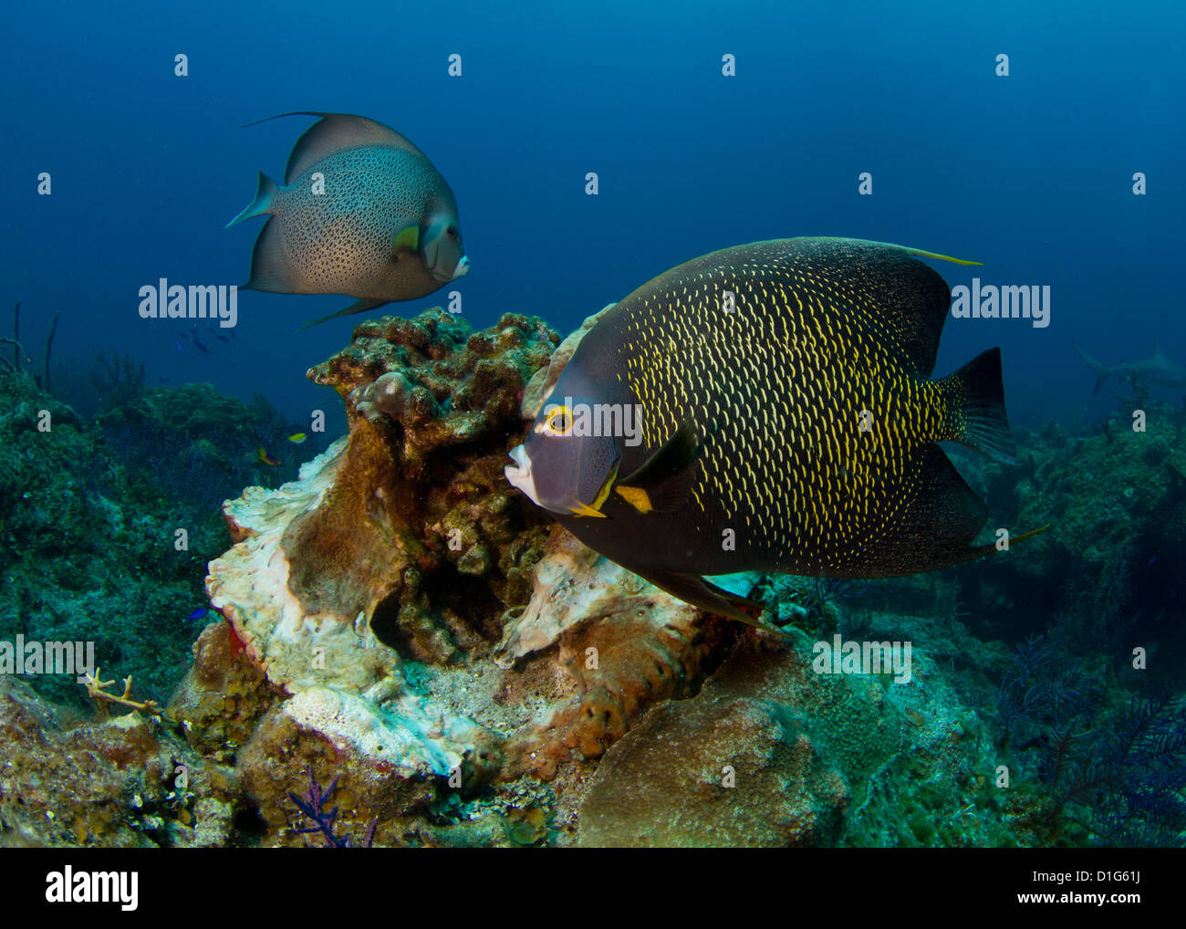 French angel fish hi-res stock photography and images - Alamy
