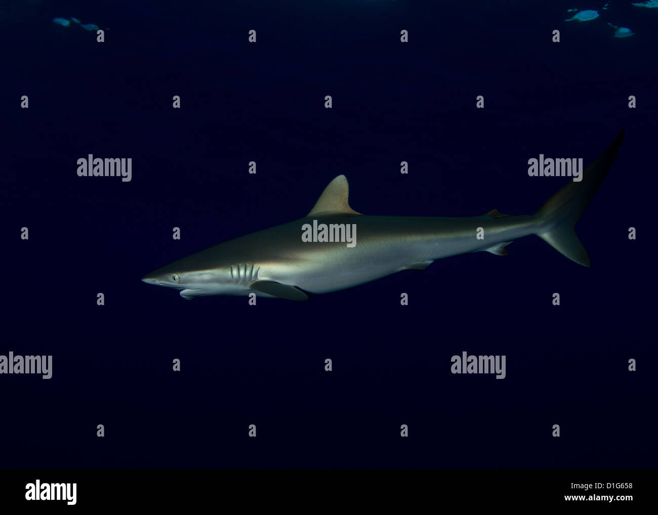 Dermal denticles hi-res stock photography and images - Alamy