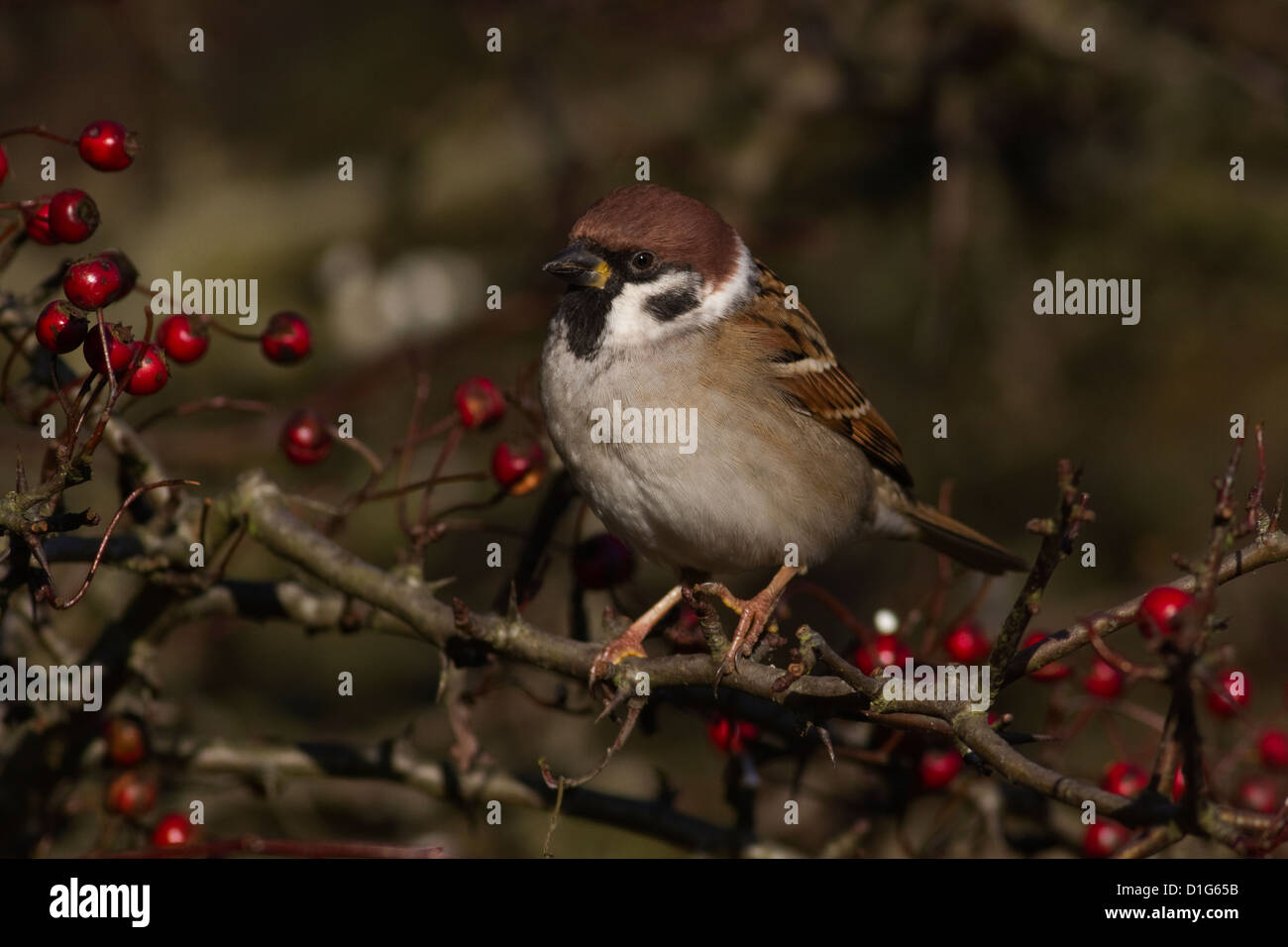 Sparrow birds hi-res stock photography and images - Alamy