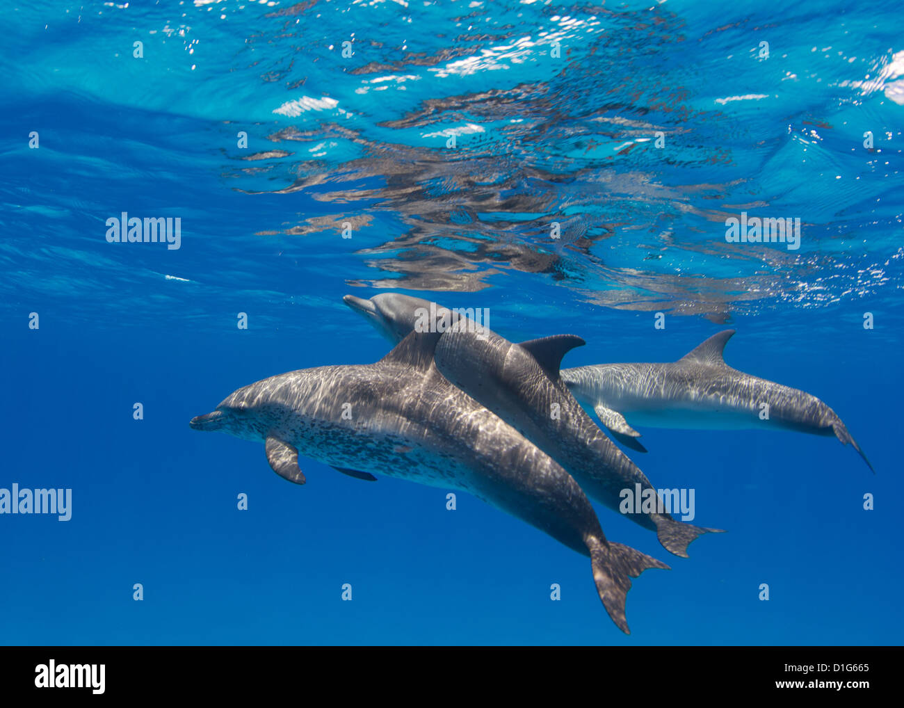 Atlantic Spotted Dolphins Stock Photo - Alamy