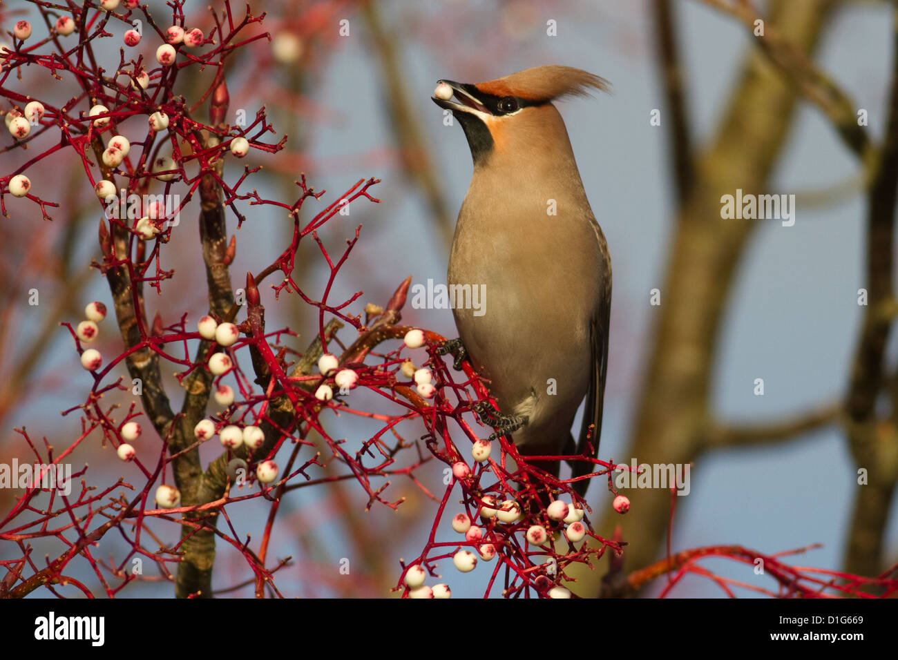 Waxwing birds hi-res stock photography and images - Alamy