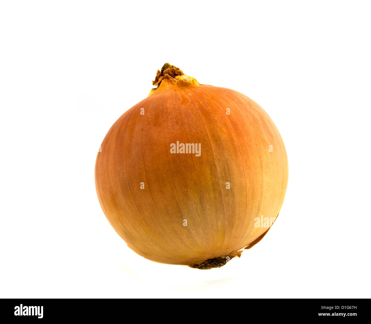 single onion, isolated on white background Stock Photo - Alamy