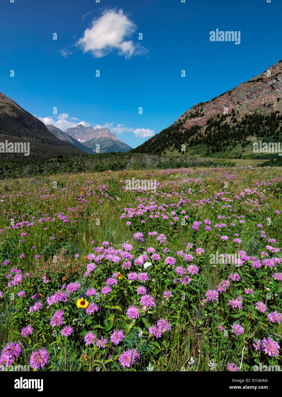 Light purple fluffy flowers hi-res stock photography and images - Alamy