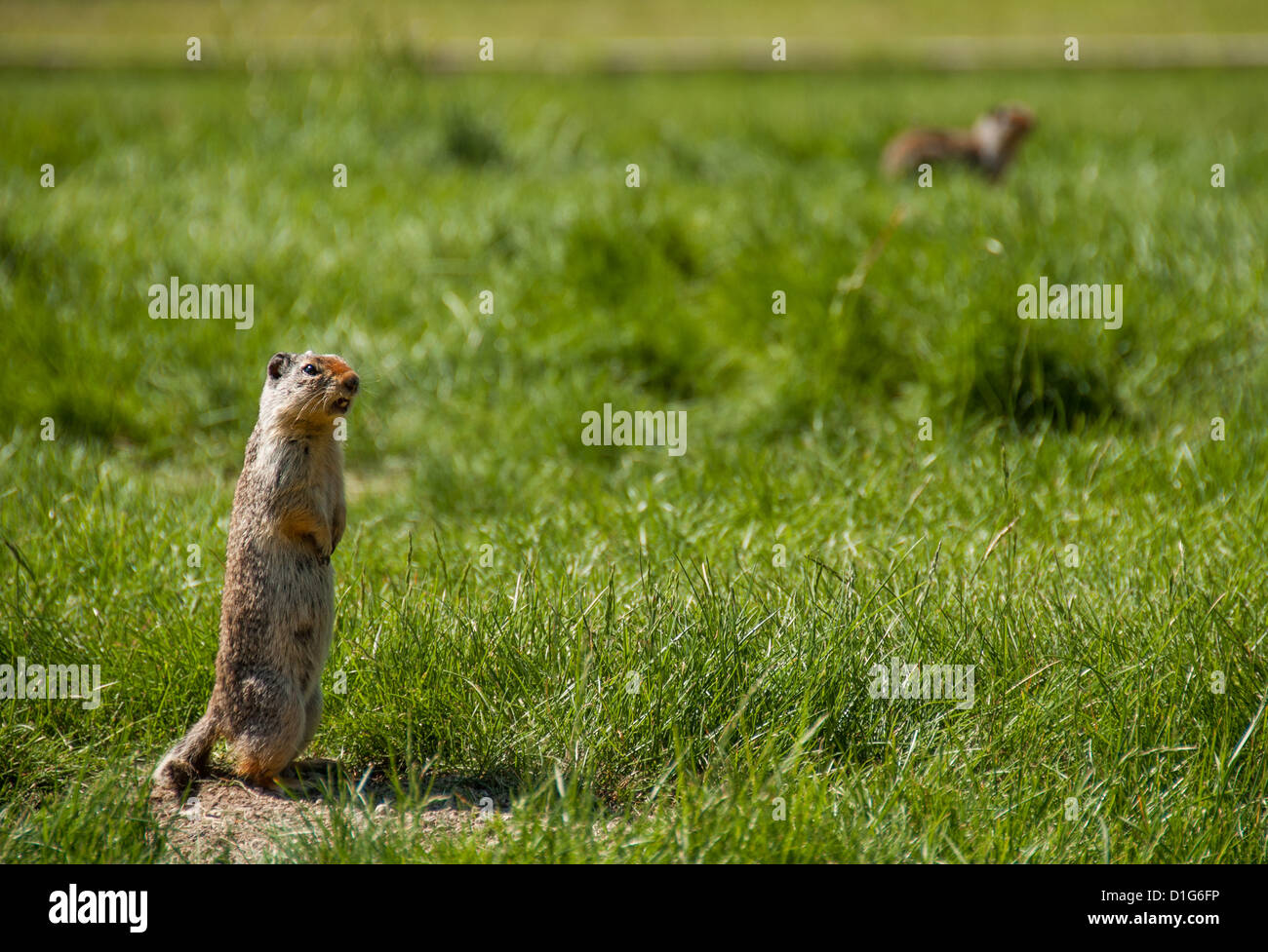 Marmot standing and calling out to other prairie dogs with one in out ...