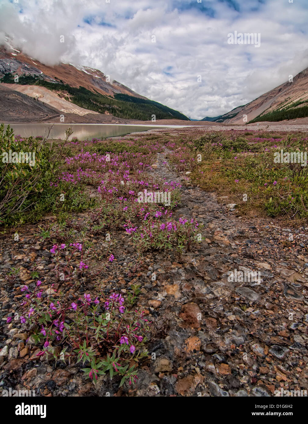 Pink flowers in a stream below the Columbia Icefields Stock Photo - Alamy
