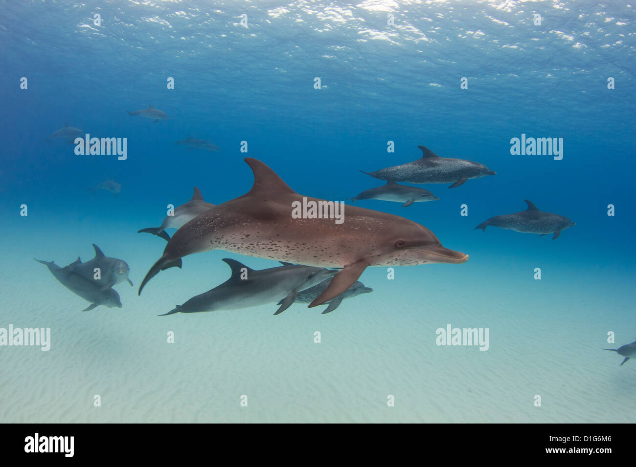 Atlantic Spotted Dolphin Pod Stock Photo - Alamy