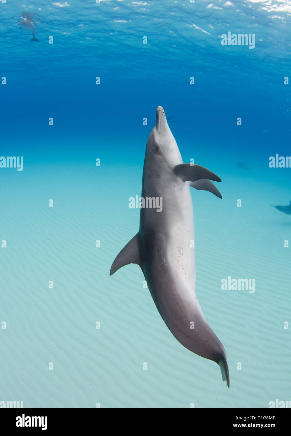 Dolphin tail hi-res stock photography and images - Alamy