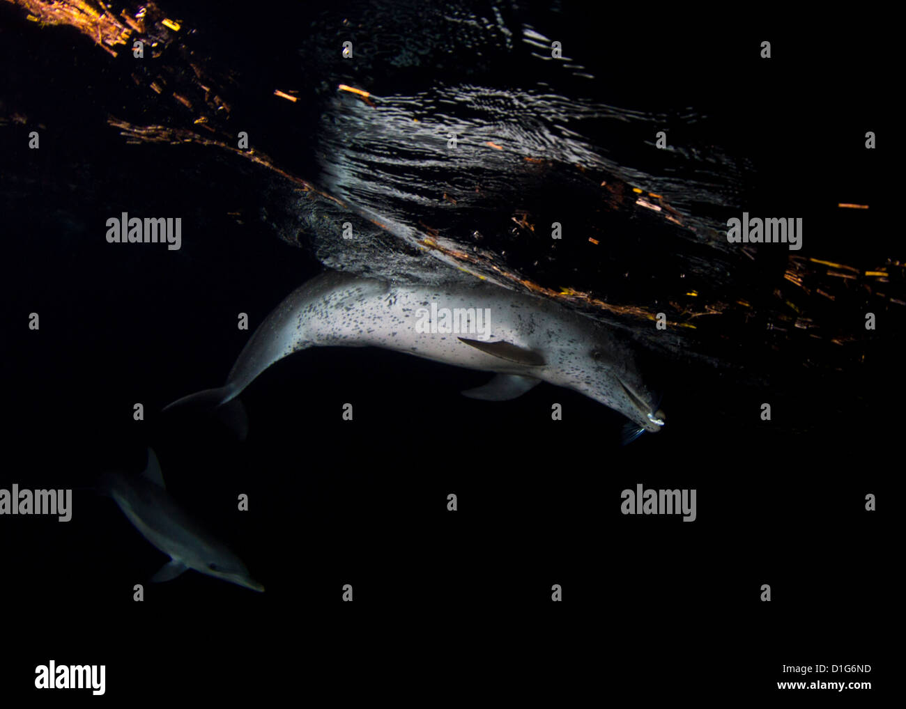 Dolphin hunting fish hi-res stock photography and images - Alamy