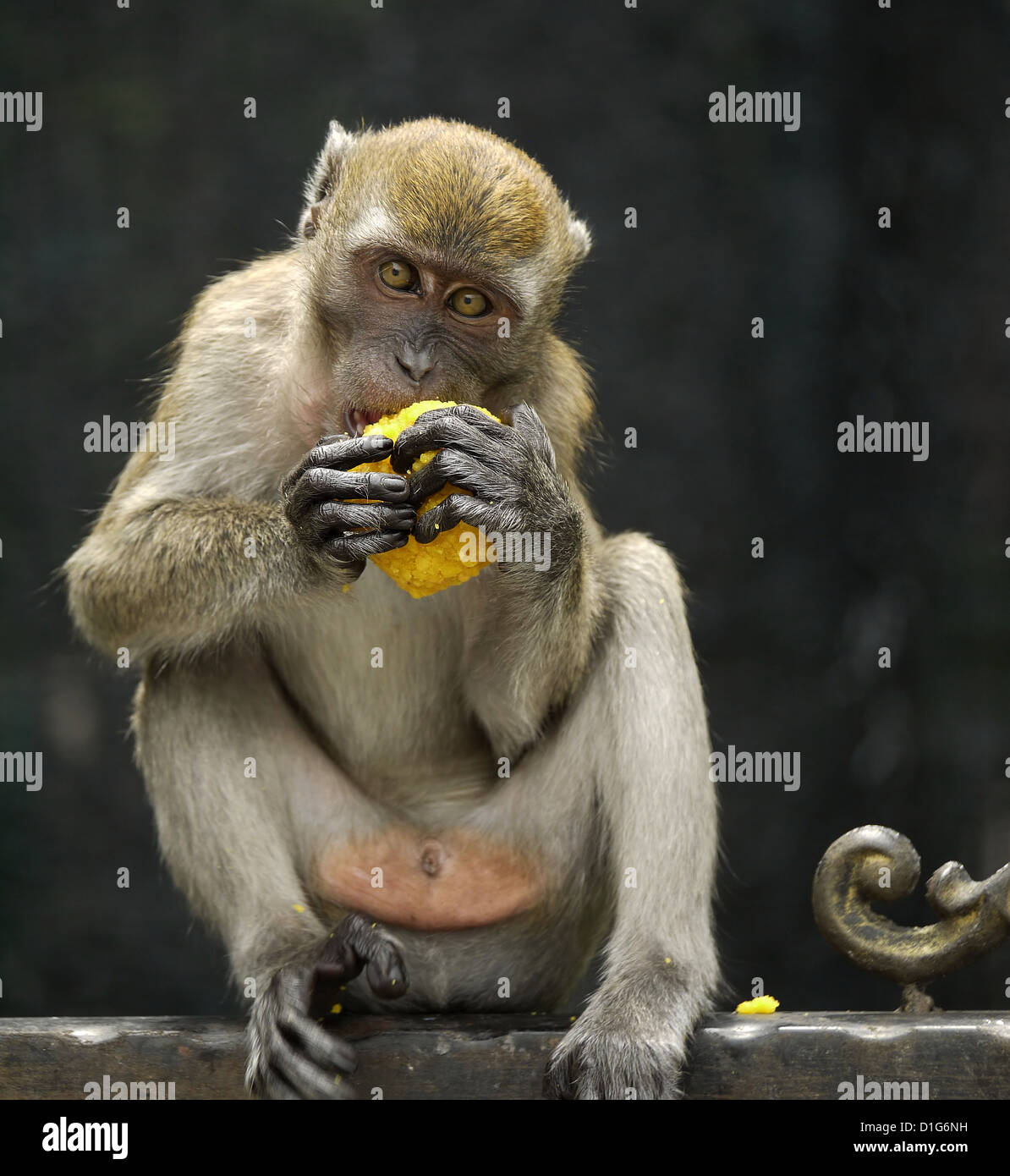 A Portrait of a Monkey with an Indian Snack Stock Photo - Alamy