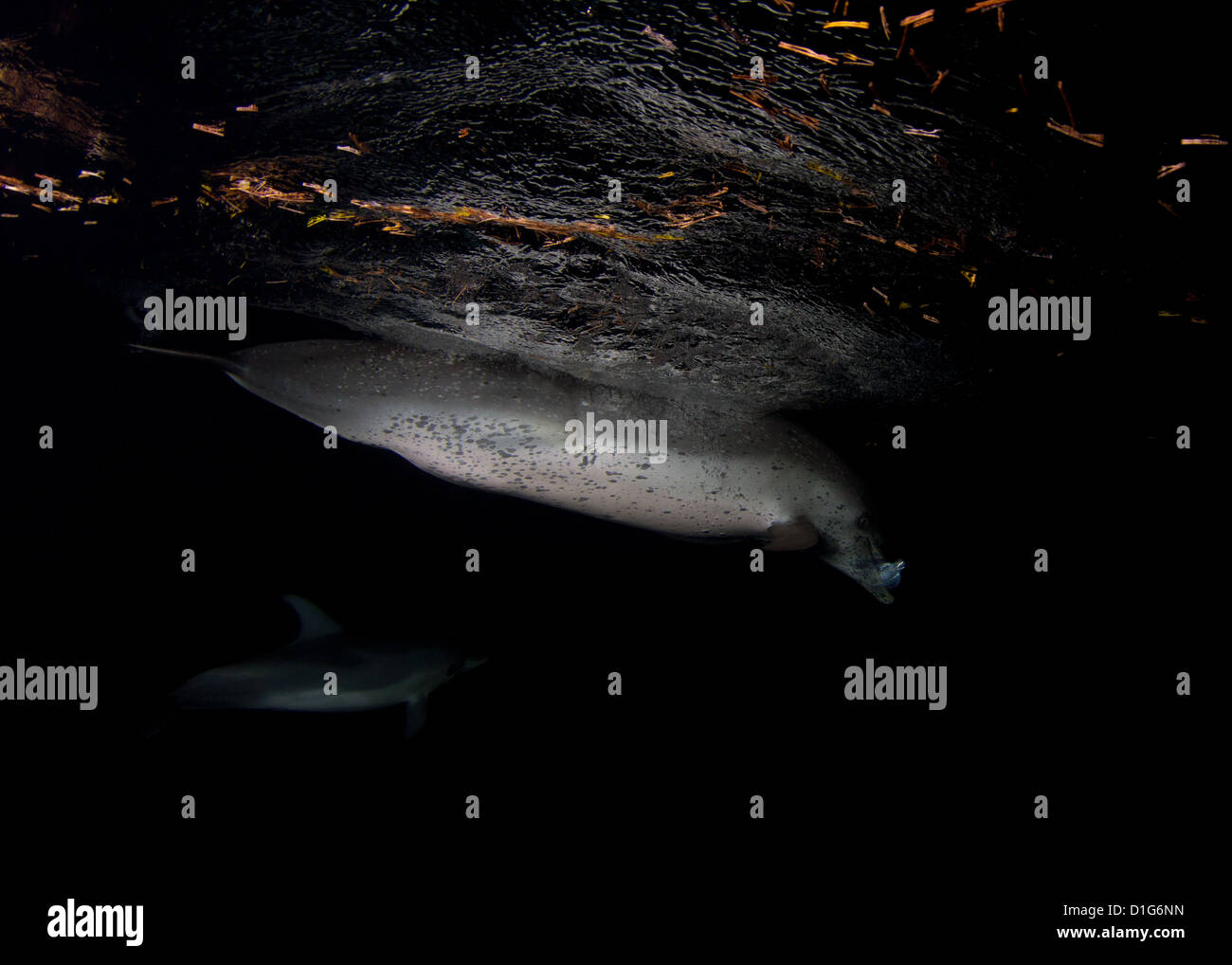 Dolphin hunting fish hi-res stock photography and images - Alamy