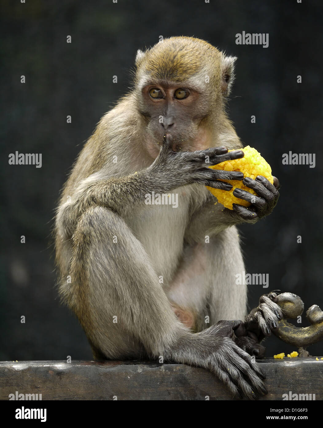 Indian flora and fauna hi-res stock photography and images - Alamy