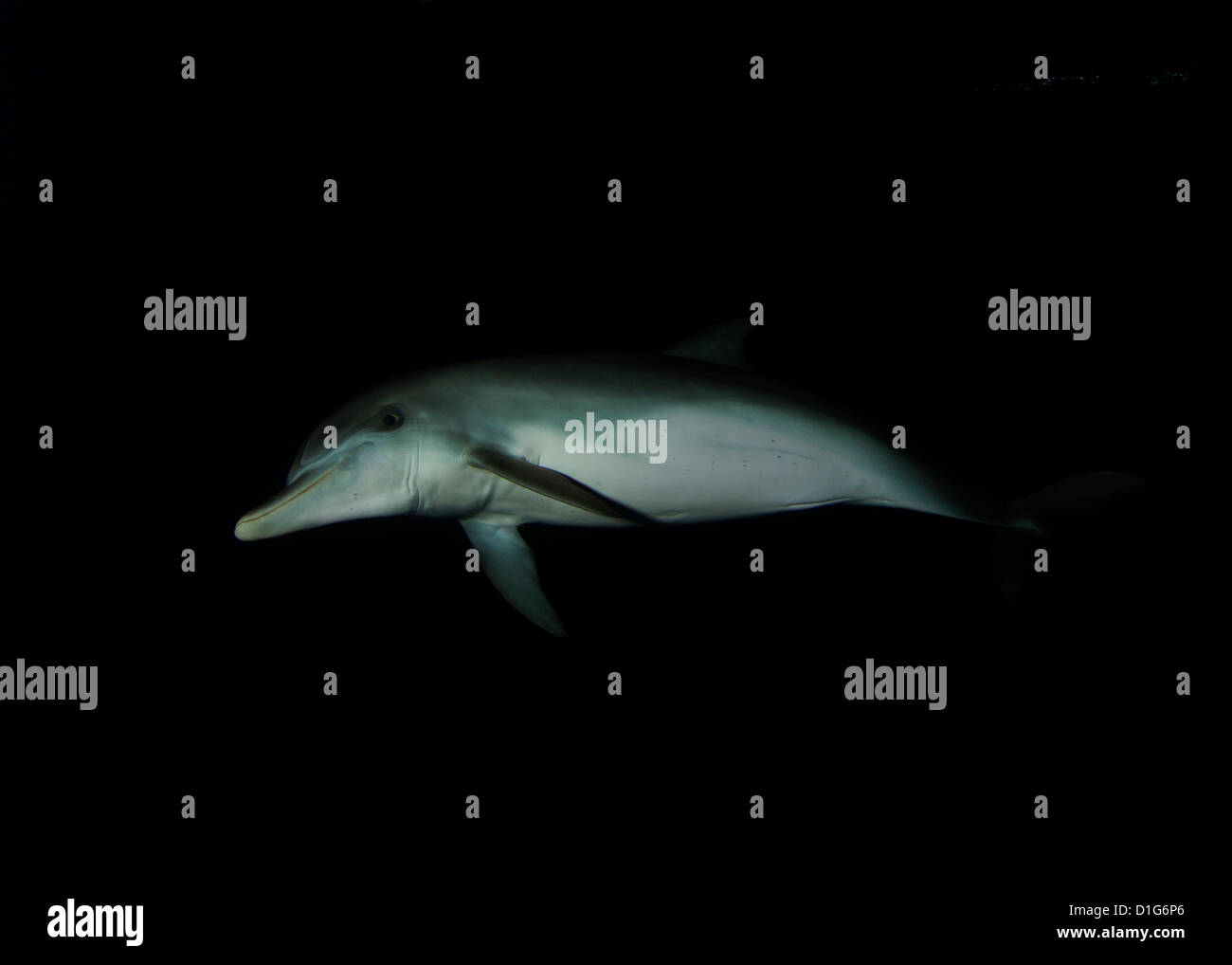 Young Atlantic Spotted Dolphin Hinting at Night Stock Photo - Alamy