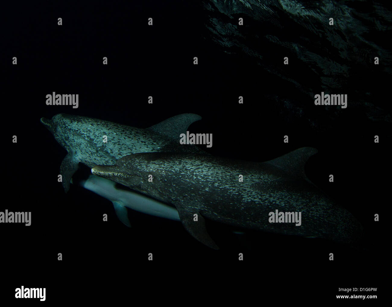 Pod of Dolphins at night Stock Photo - Alamy