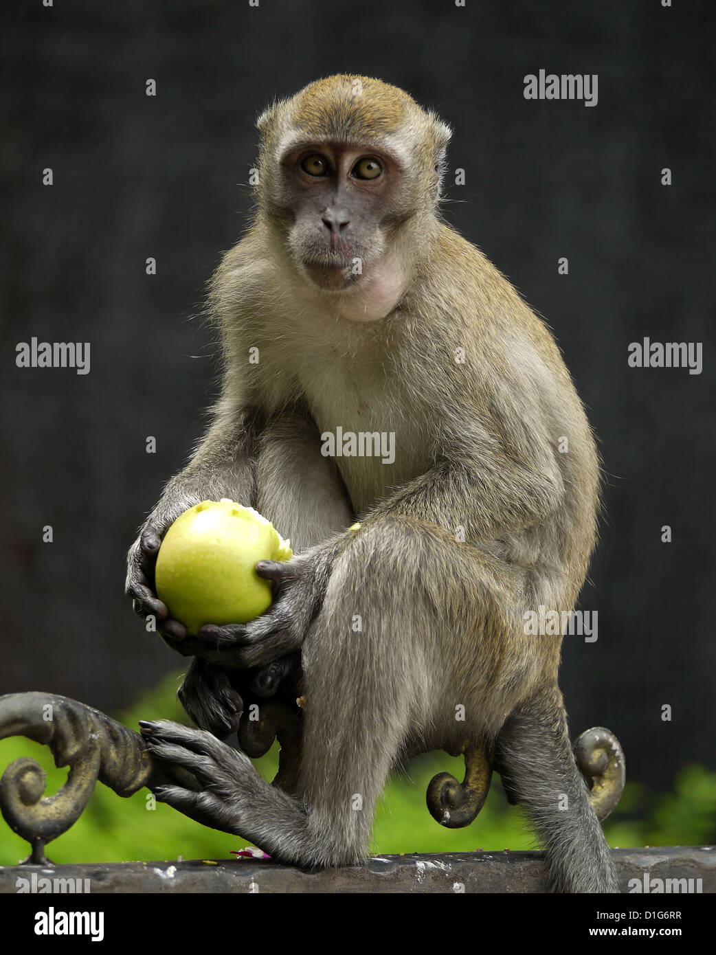 A Portrait of a Monkey with an Apple Stock Photo - Alamy
