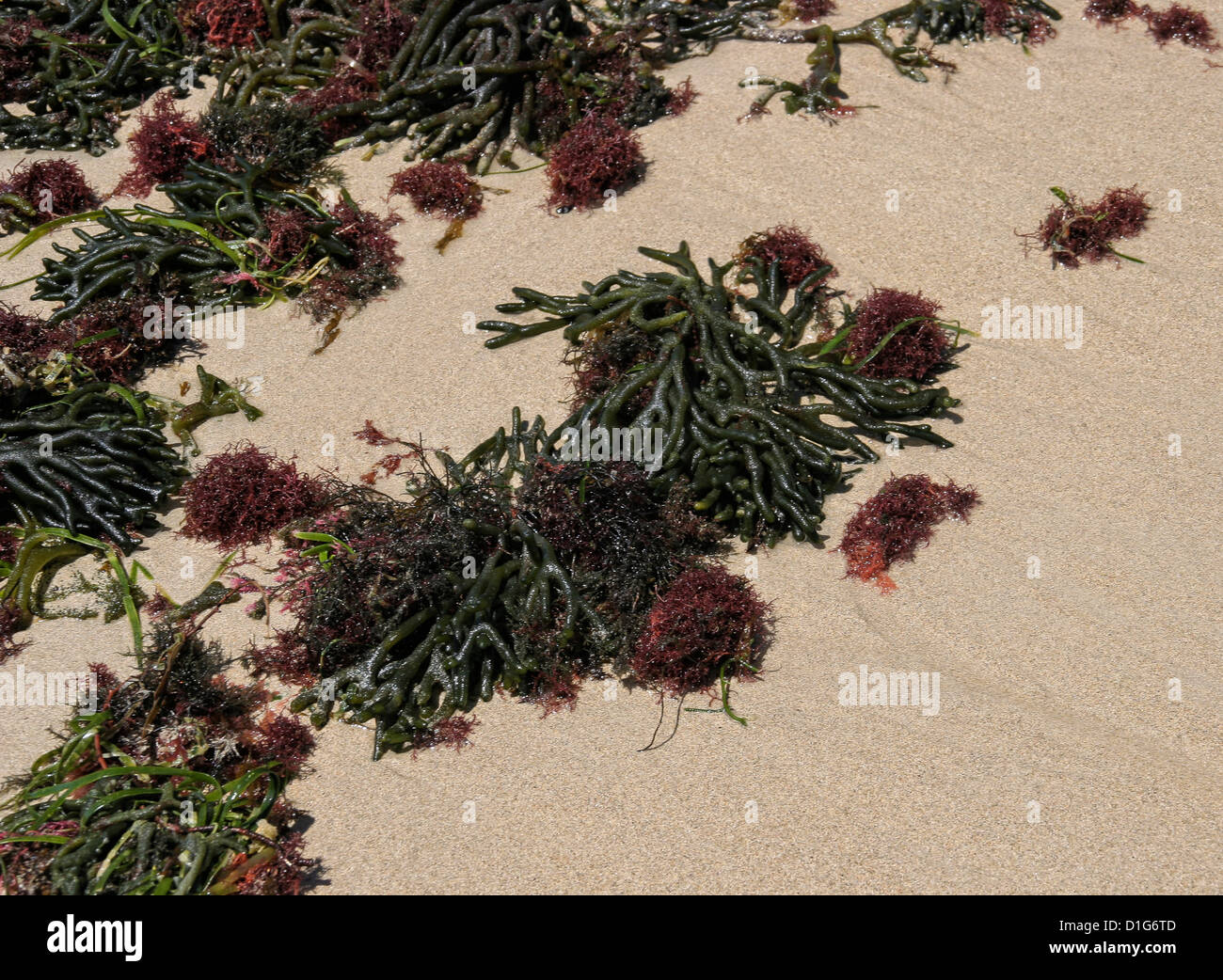 Red and green seaweed on a beach in the Western Cape, South Africa ...