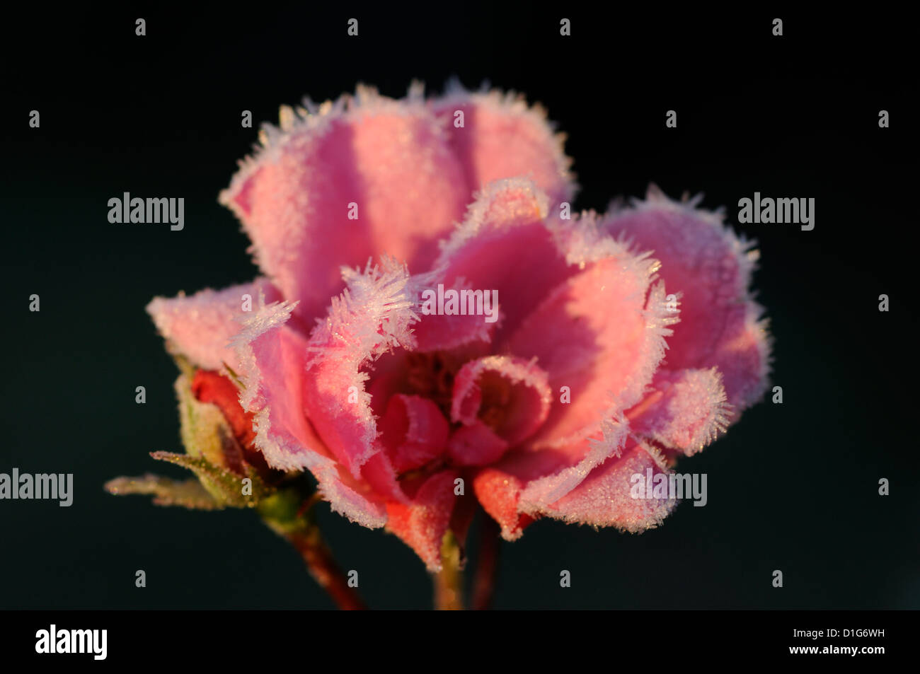 Single frosty pink Rose Stock Photo - Alamy