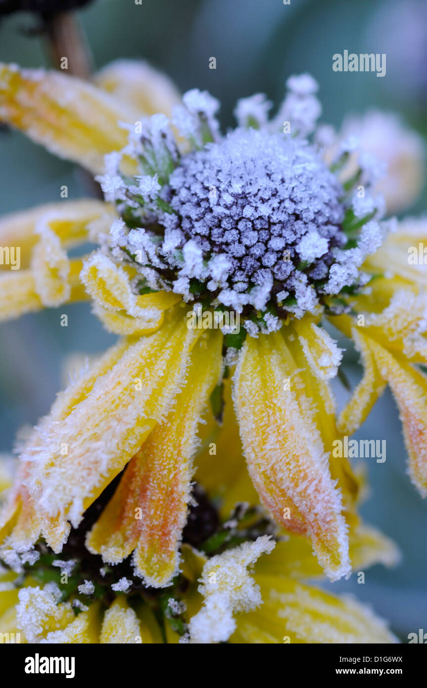 Frost covered Helenium in a garden border Stock Photo - Alamy