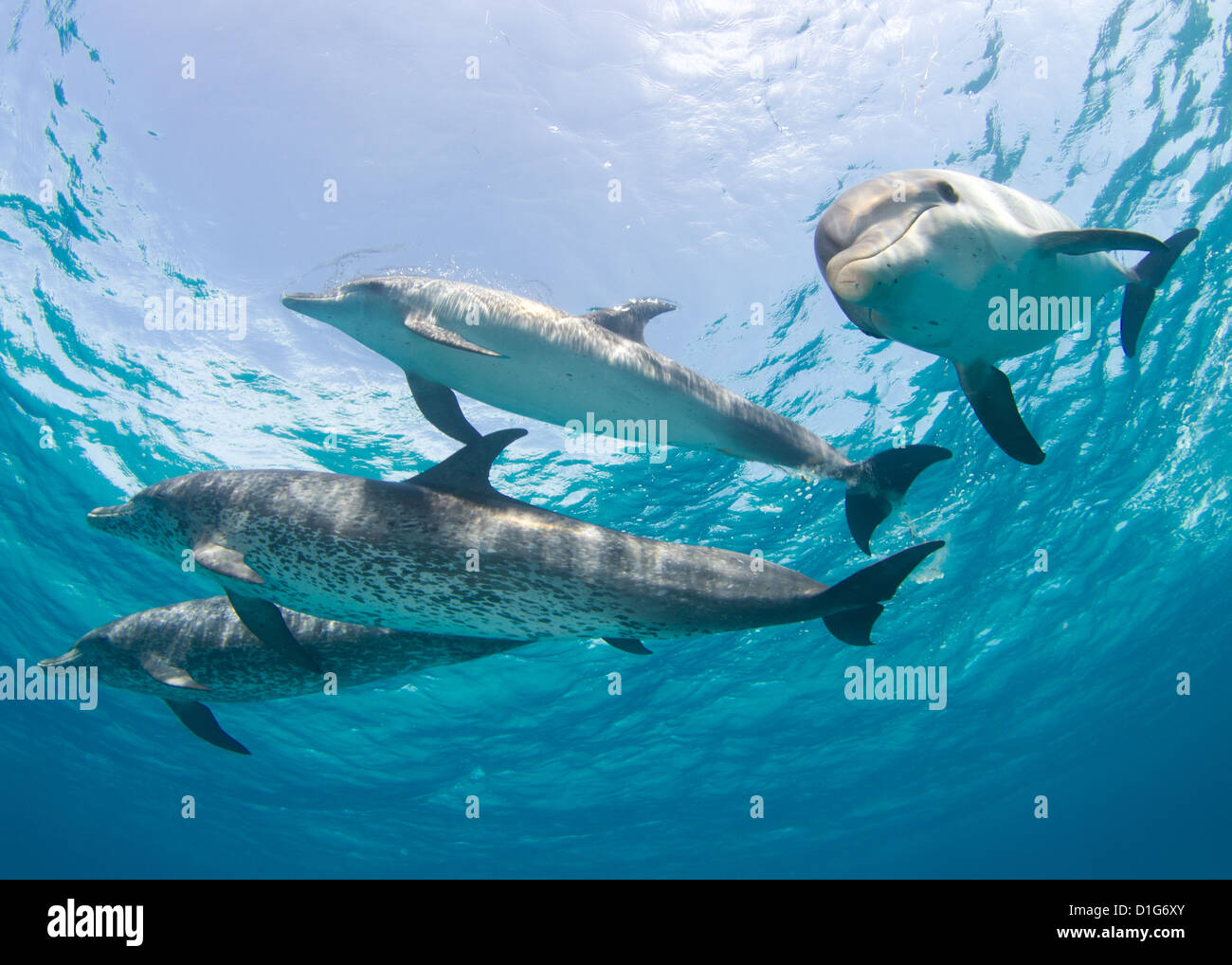 Pod of Spotted Dolphins Playing Stock Photo - Alamy