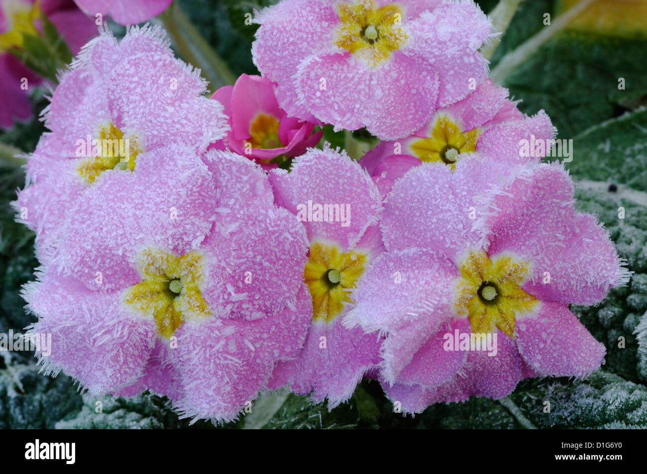 Frost covered Primulas Stock Photo - Alamy