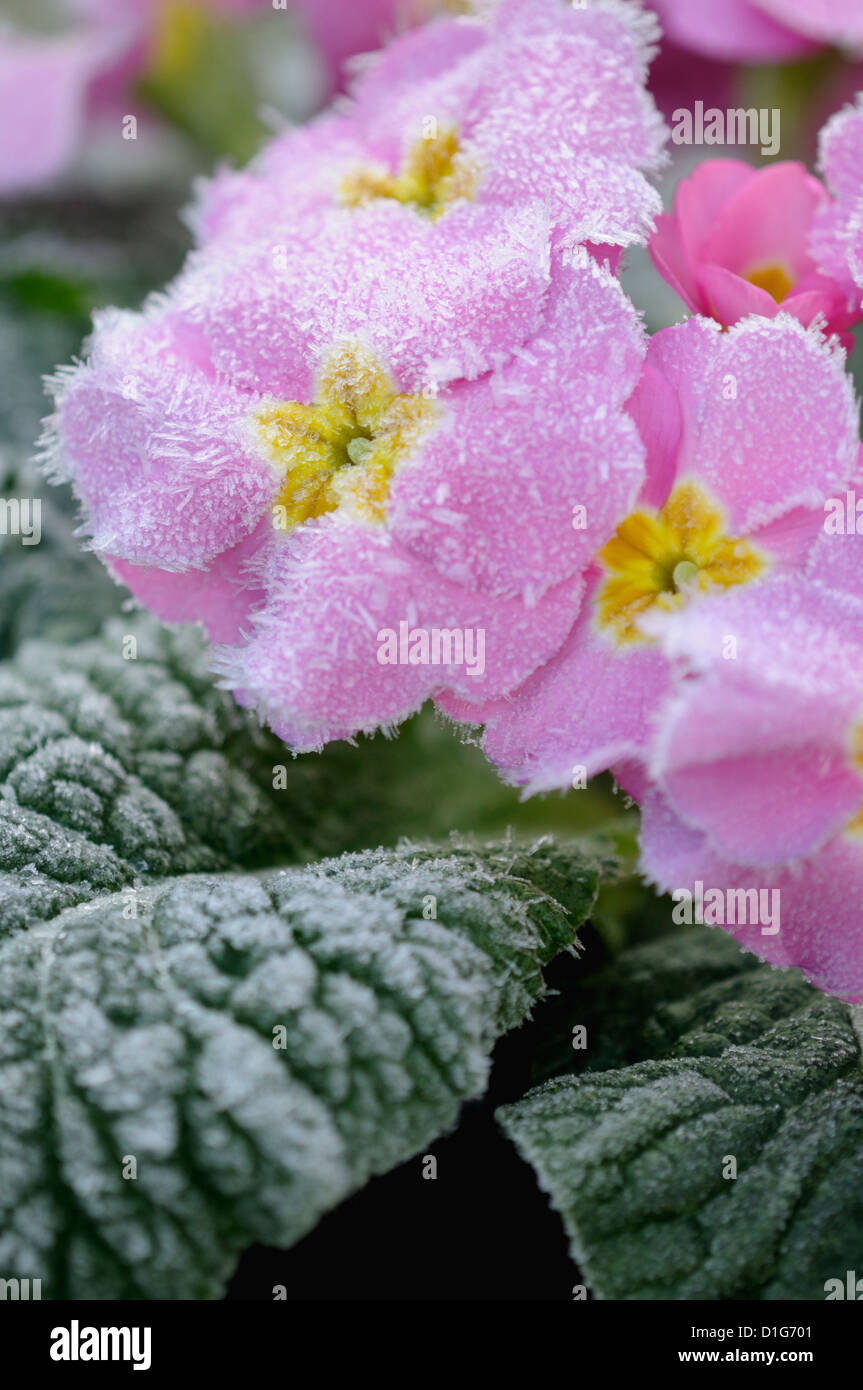 Frost covered Primulas Stock Photo - Alamy