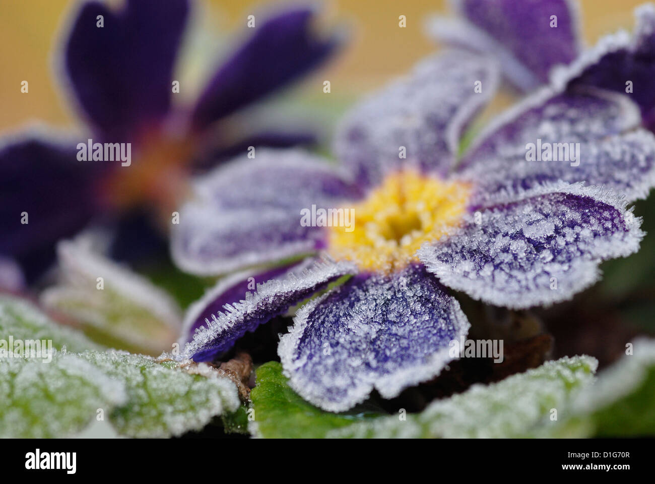 Frost covered yellow flowers hi-res stock photography and images - Alamy