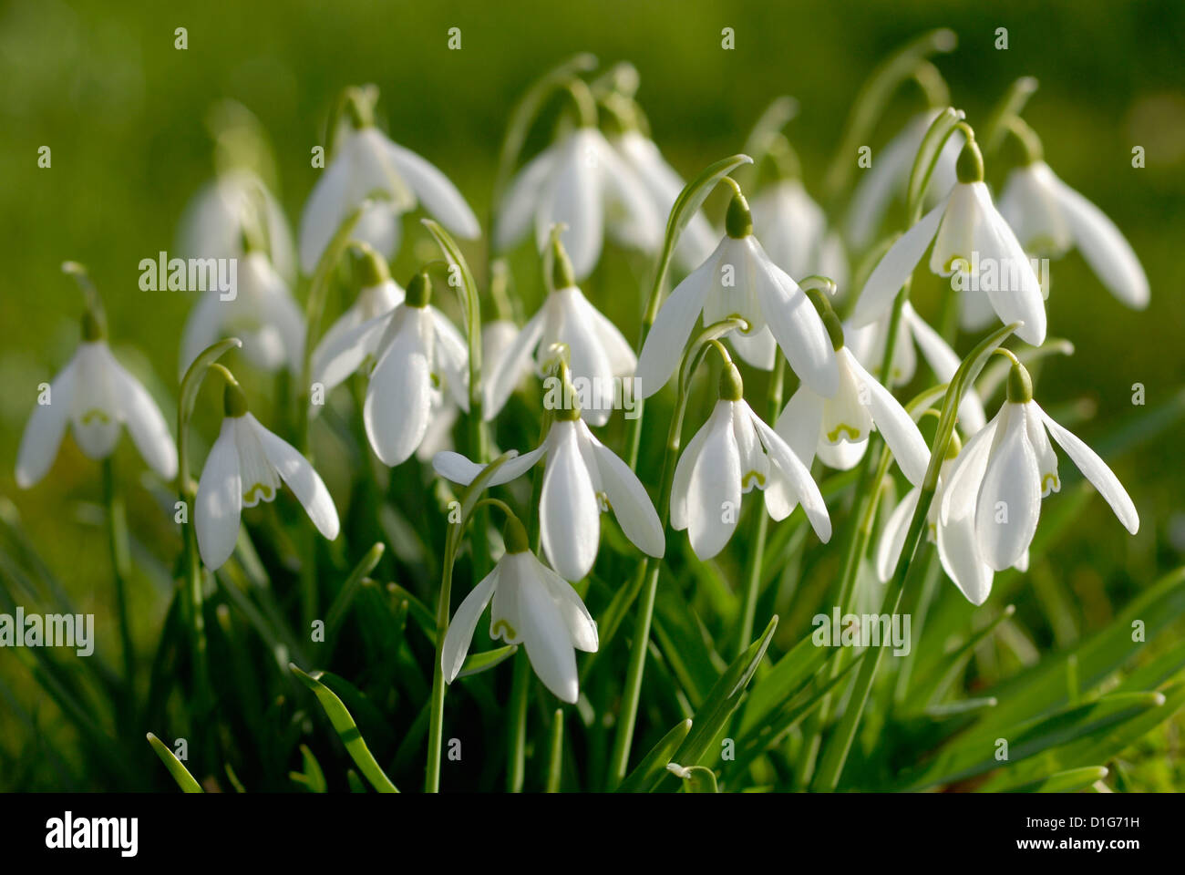 Flourishing cluster hi-res stock photography and images - Alamy