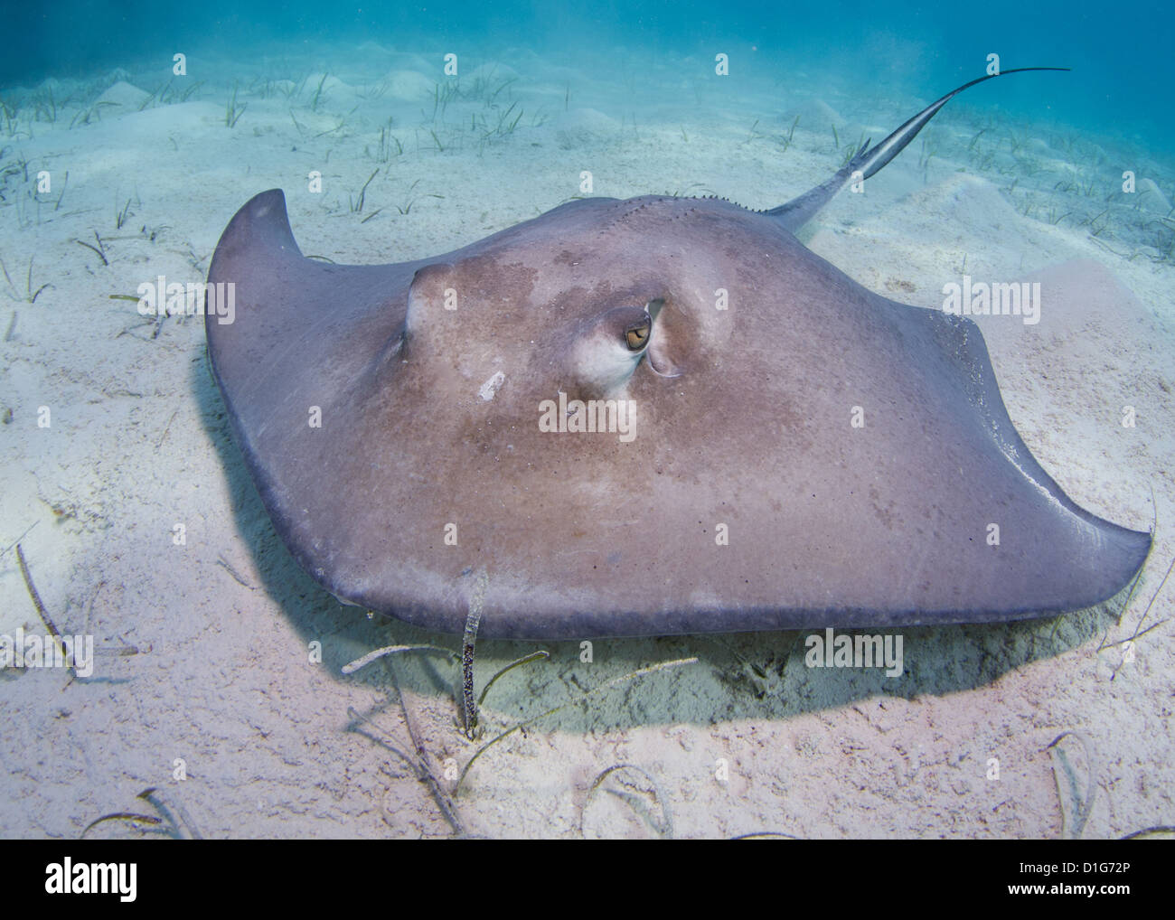 Stingray barb hi-res stock photography and images - Alamy
