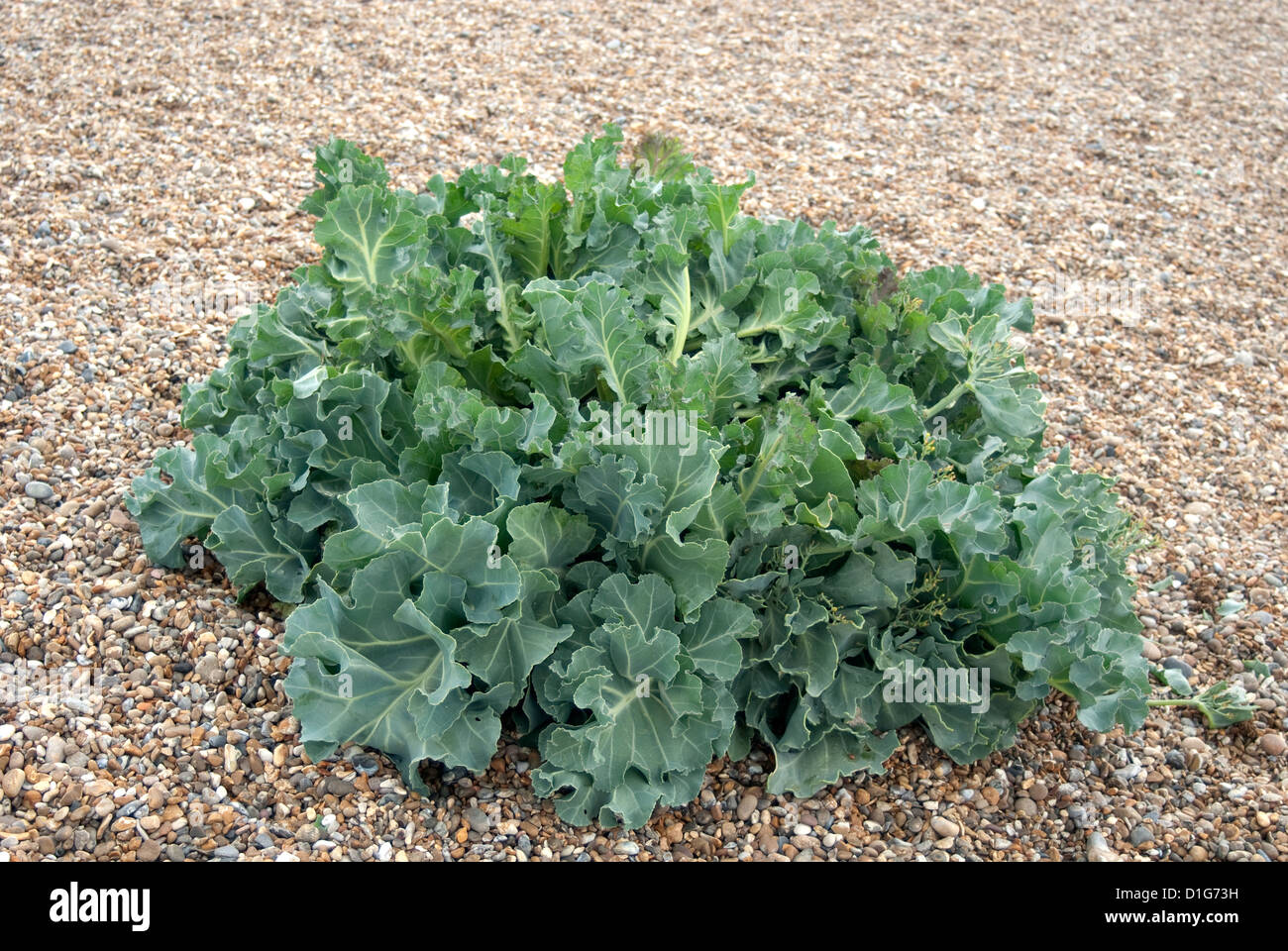 Sea cabbage hi-res stock photography and images - Alamy