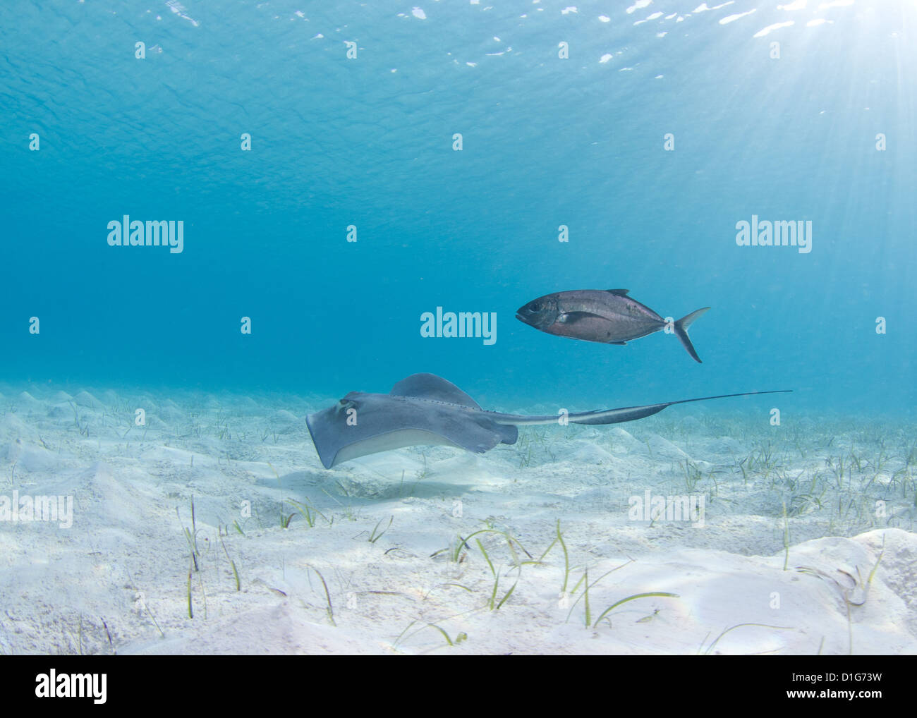 Stingray barb hi-res stock photography and images - Alamy