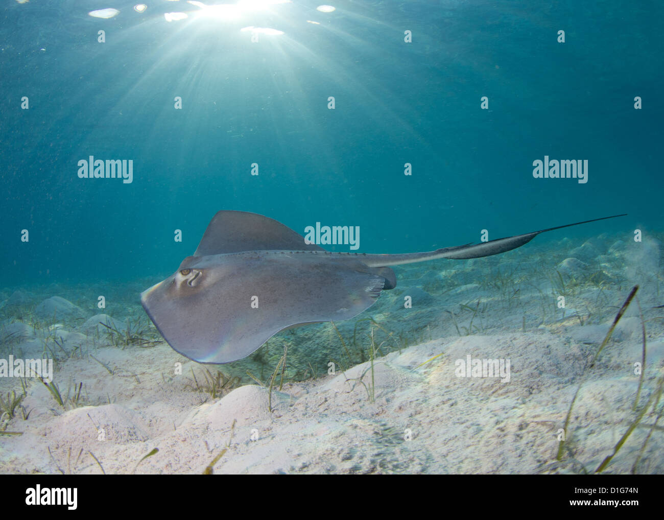 Stingray barb hi-res stock photography and images - Alamy