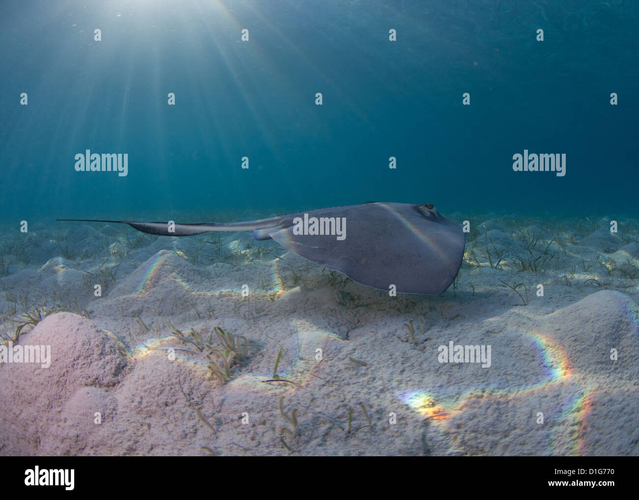 Stingray in White Sand Stock Photo - Alamy
