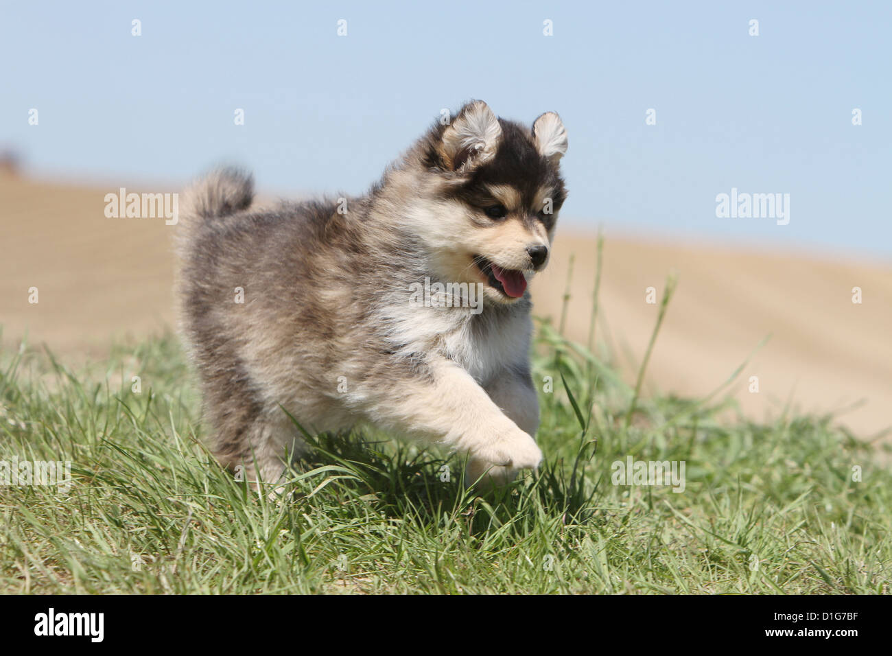Dog Finnish Lapphund Suomenlapinkoira Lapinkoïra chien finnois de ...