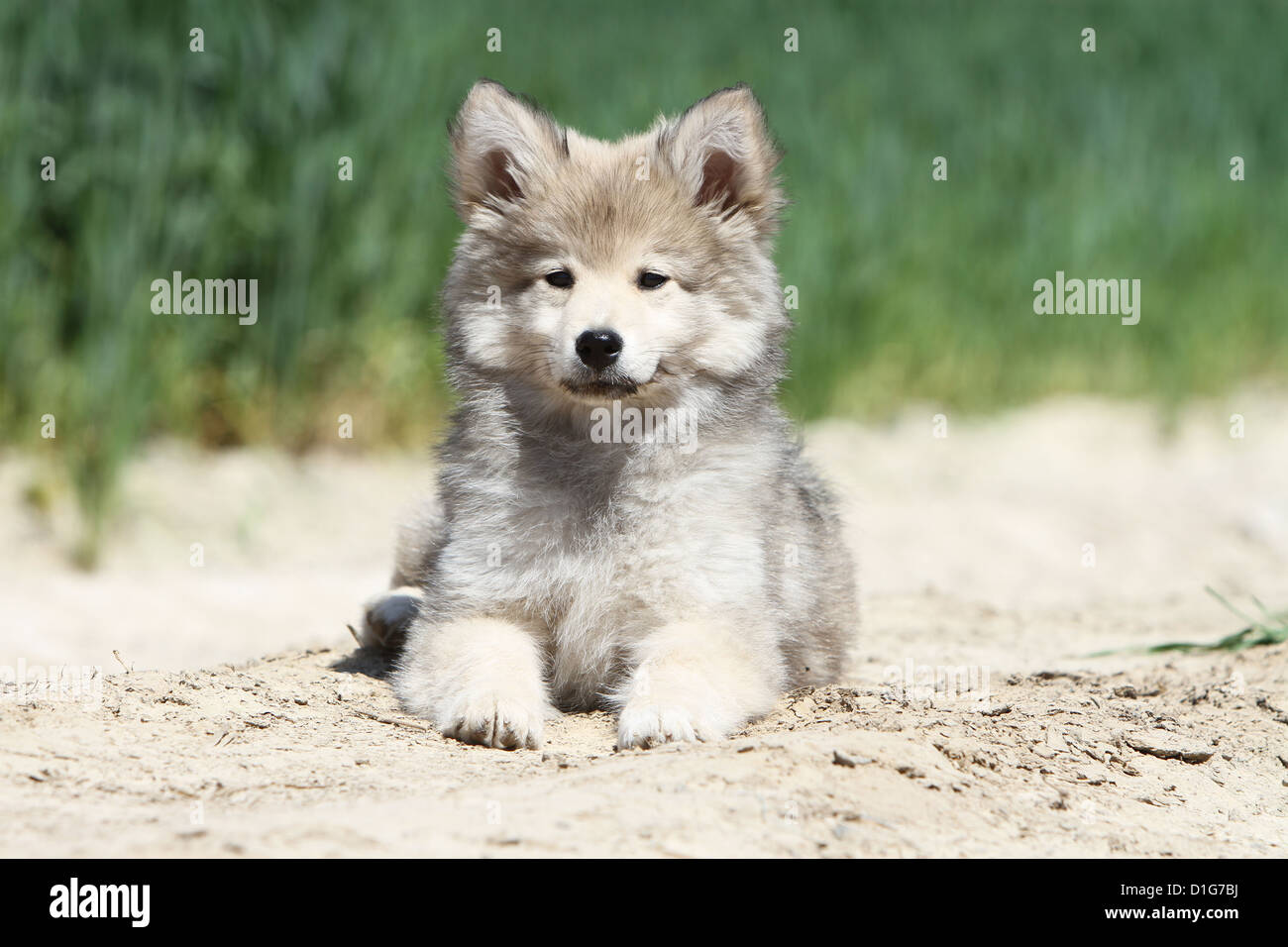 Dog Finnish Lapphund Suomenlapinkoira Lapinkoïra chien finnois de ...