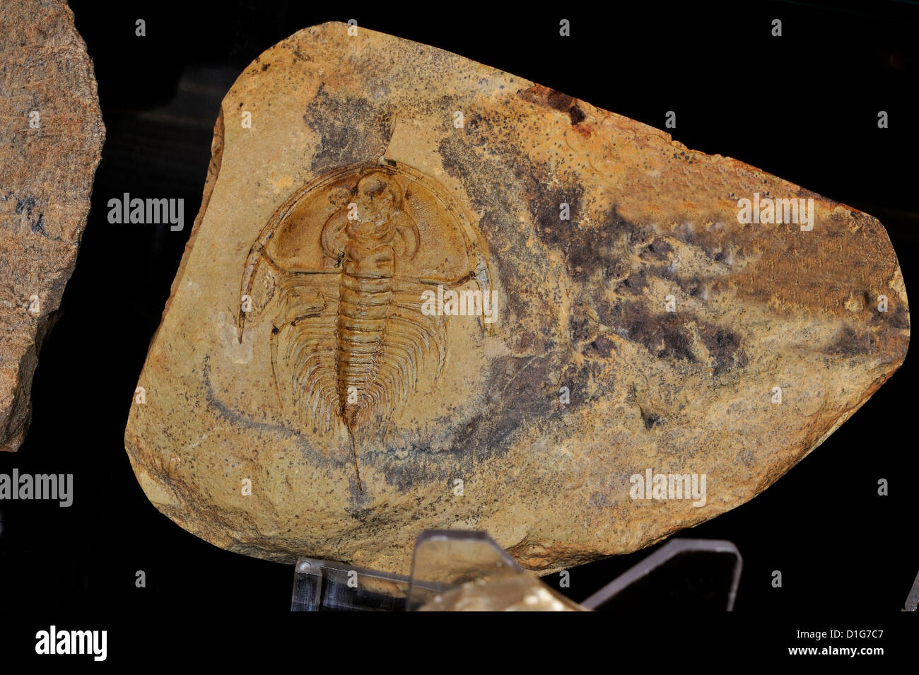 Pioche trilobite hi-res stock photography and images - Alamy
