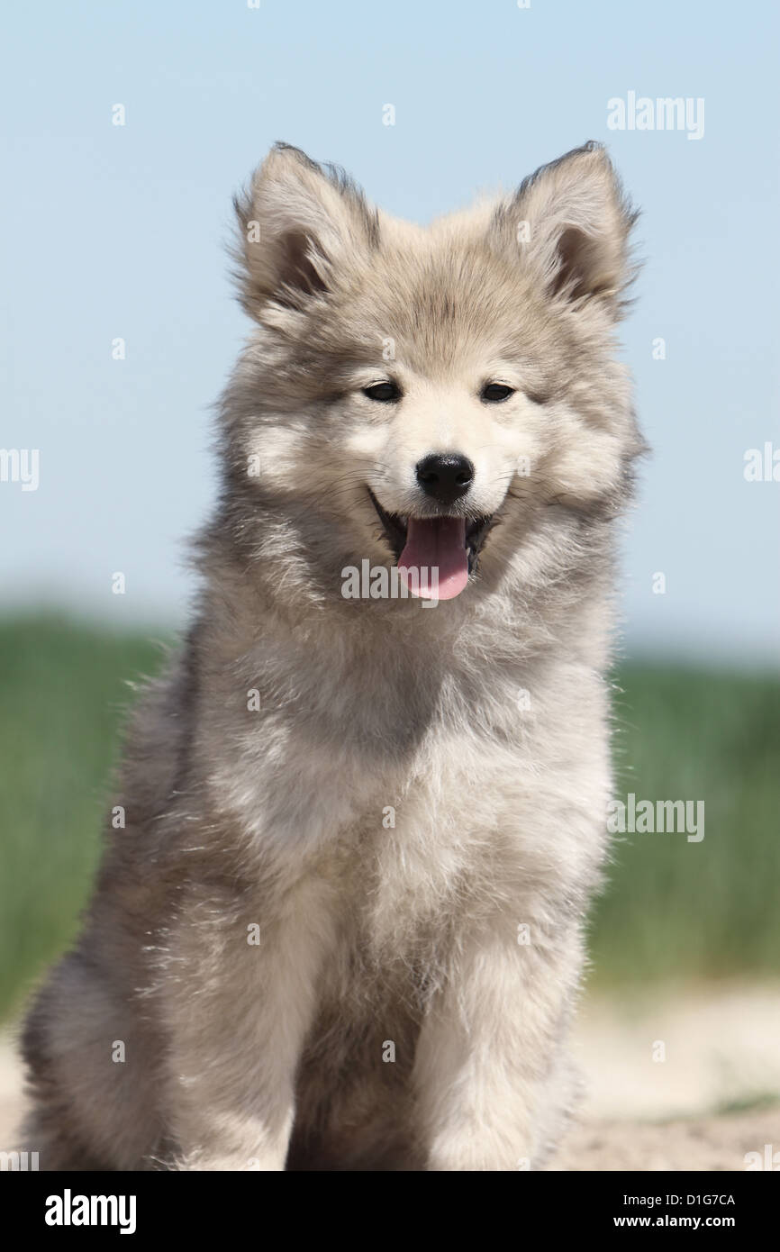 Dog Finnish Lapphund Suomenlapinkoira Lapinkoïra chien finnois de ...