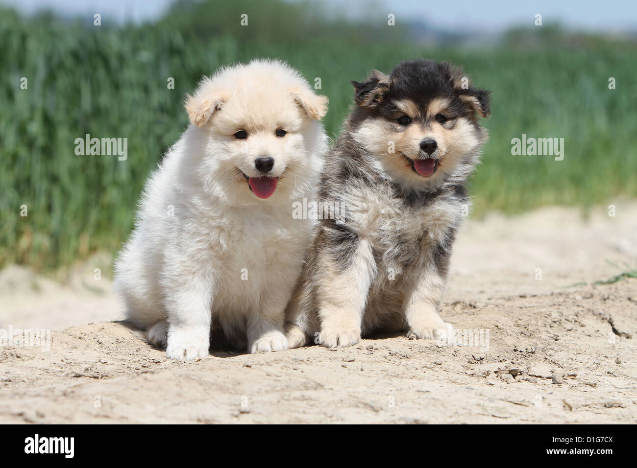 Dog Finnish Lapphund Suomenlapinkoira Lapinkoïra chien finnois de ...