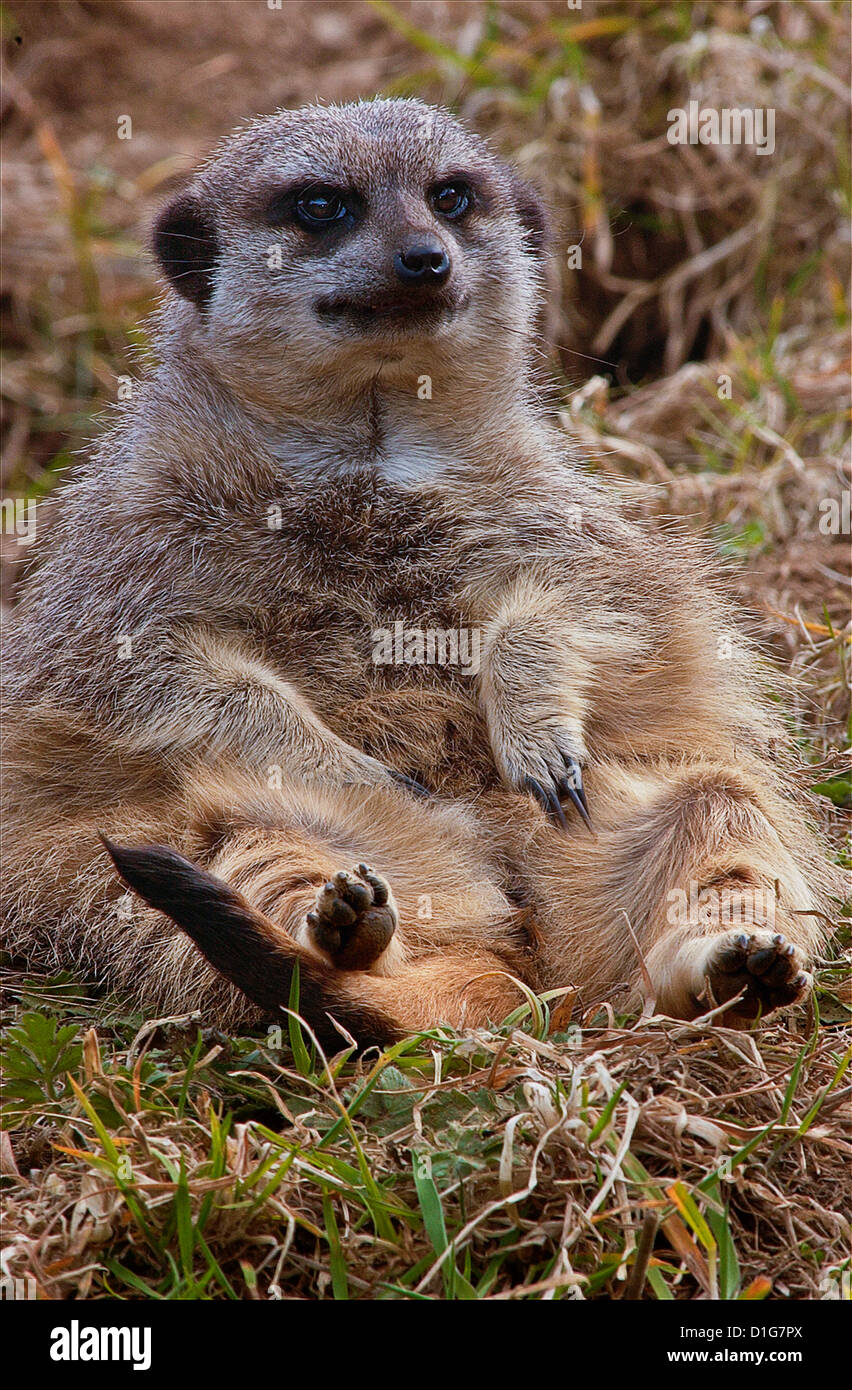 The meerkat or suricate, Suricata suricatta, is a small mammal ...