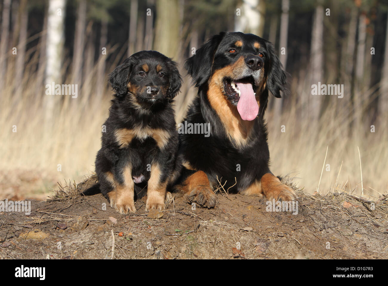 Cute Hovawart Puppies