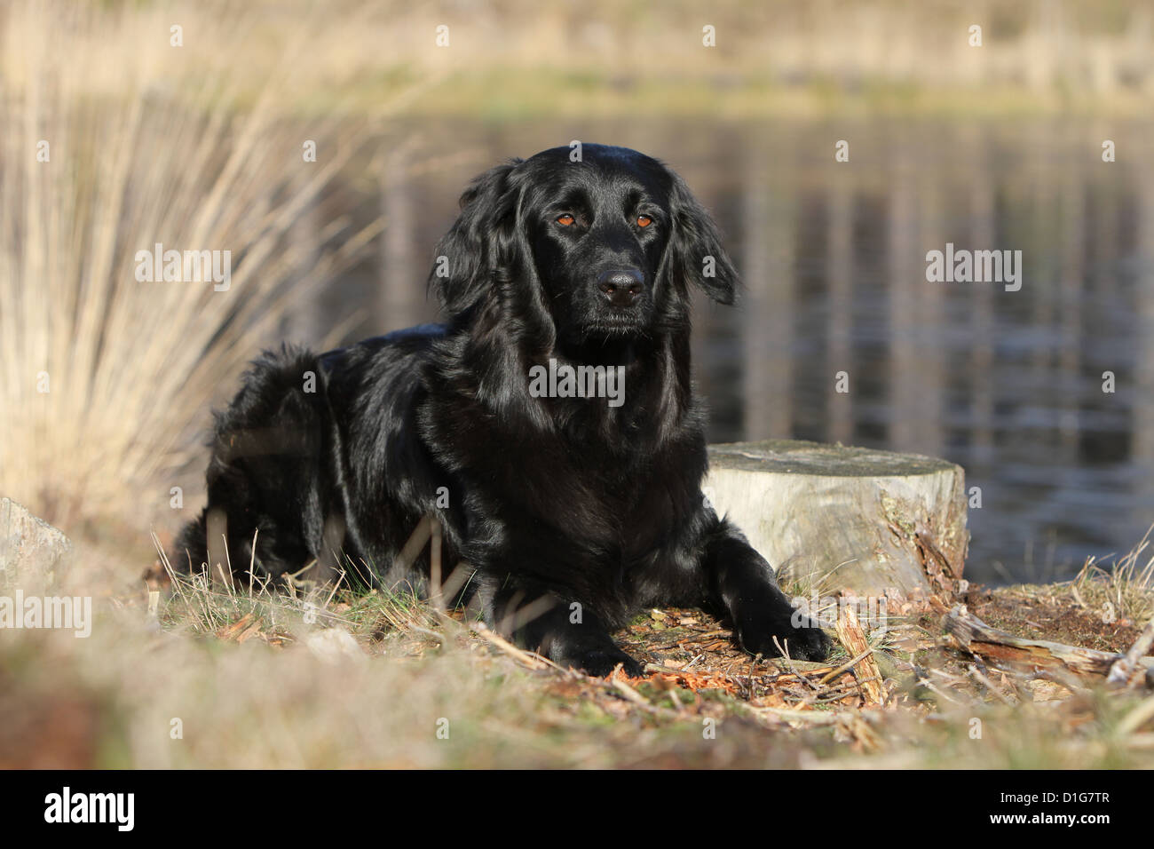 Black dog lying down hi-res stock photography and images - Alamy