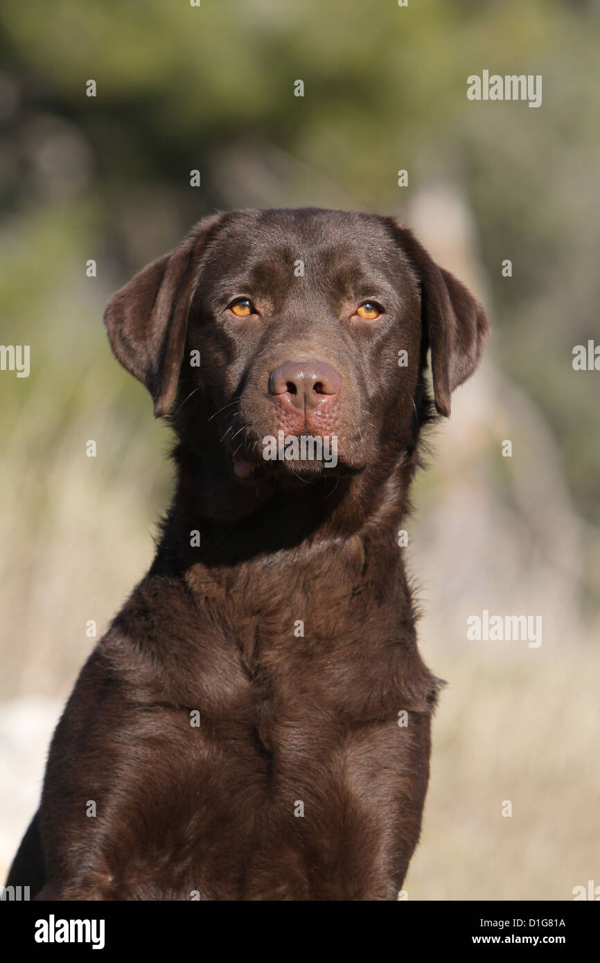 Dog Labrador retriever brown adult portrait face look raporteur Stock ...