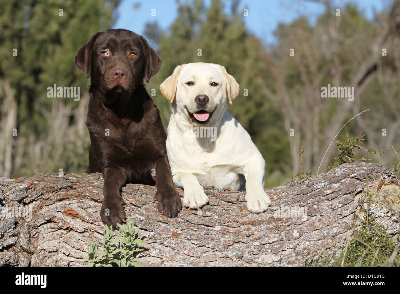 Adult yellow labrador hi-res stock photography and images - Alamy