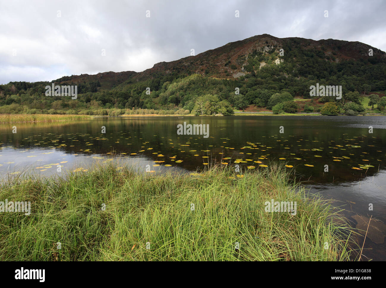 Reflections in Rydal Water, Lake District National Park, Cumbria ...