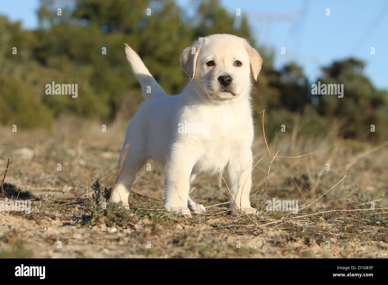 Dog Labrador retriever puppy puppies stand standing yellow Stock Photo ...