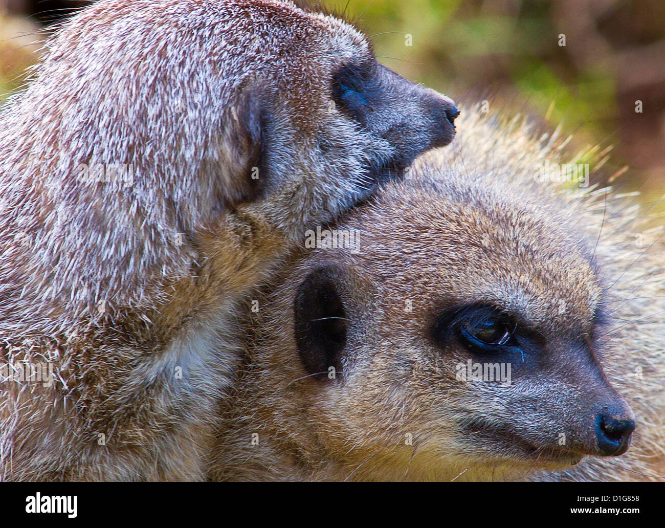 Mongoose family hi-res stock photography and images - Alamy