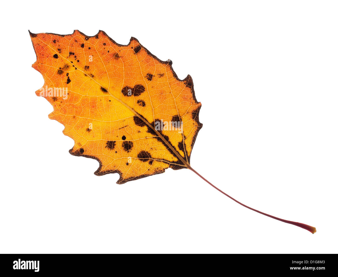 Colorful Fall leaf isolated on white Stock Photo - Alamy