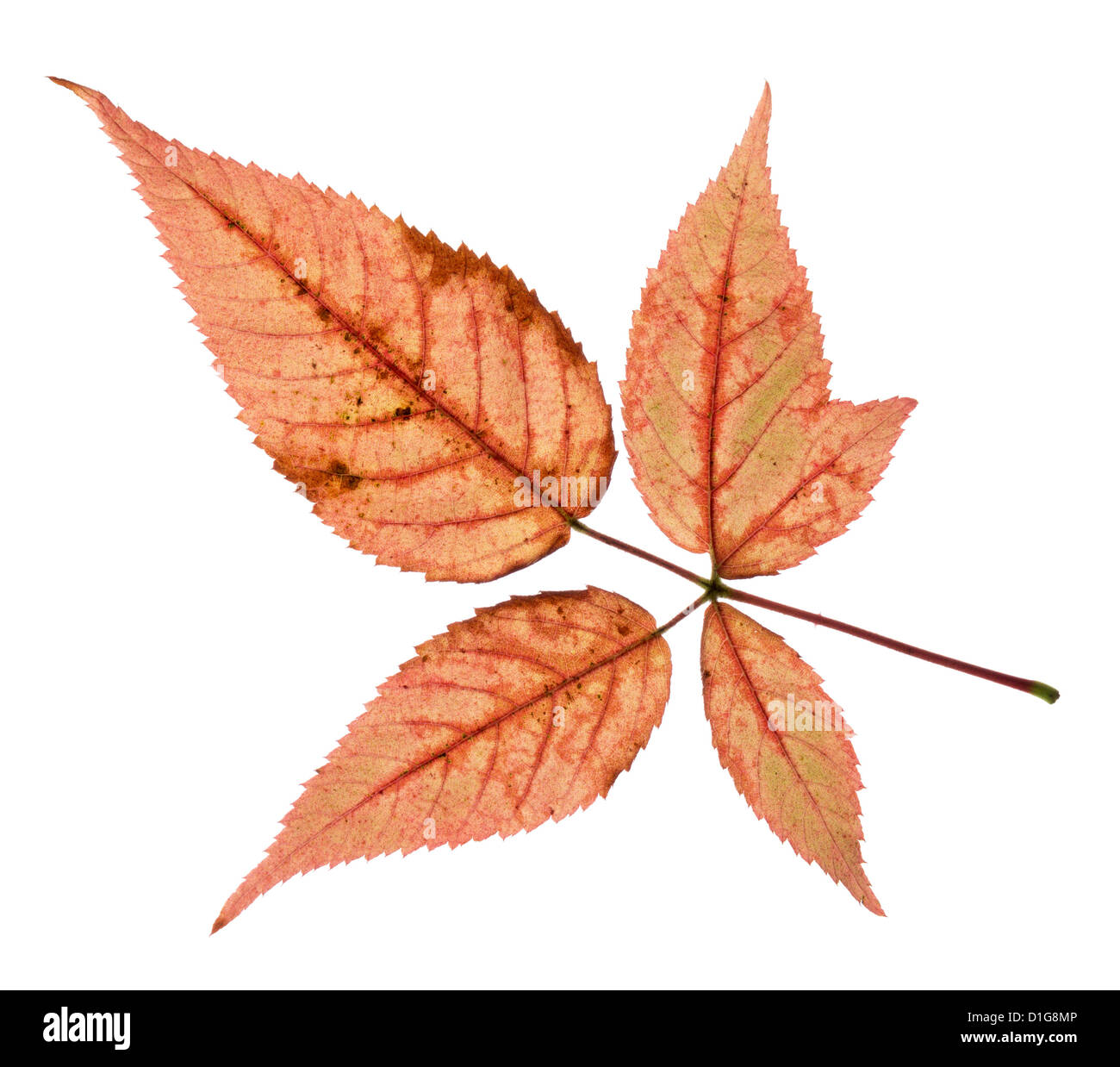 Colorful Fall Leaves Isolated on White Stock Photo - Alamy