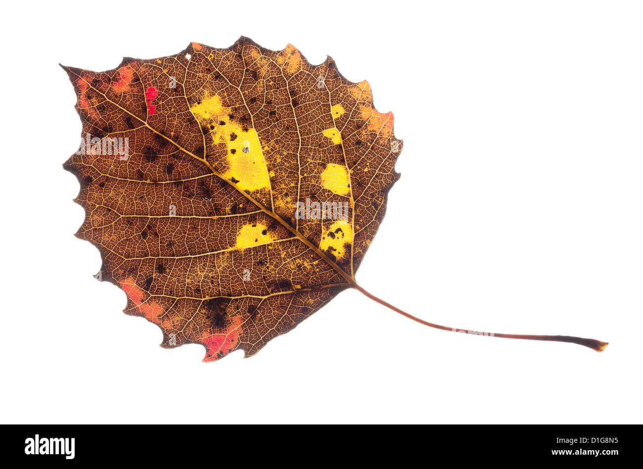 Colorful Fall leaf isolated on white Stock Photo - Alamy